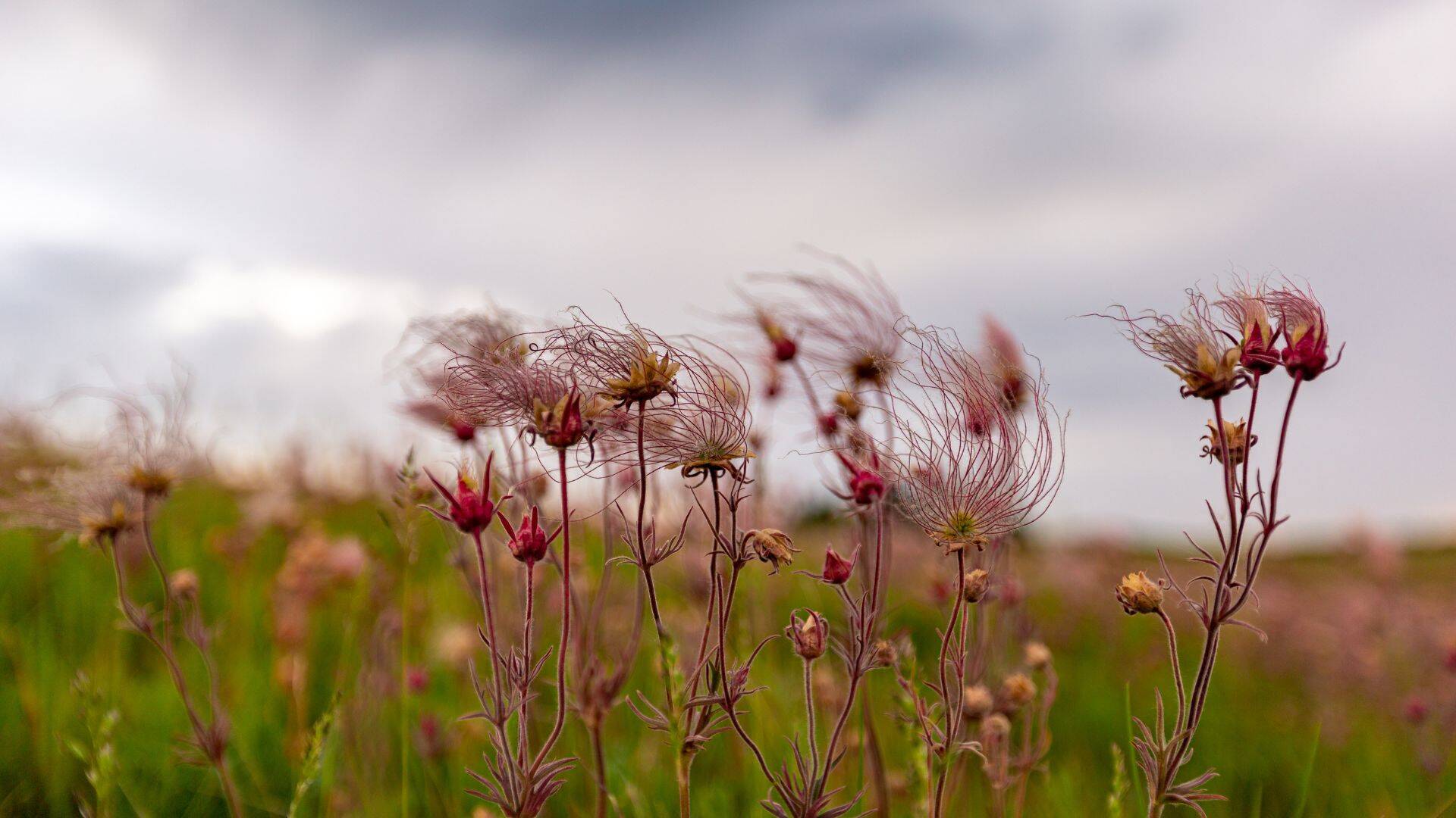 Geum triflorum (Prairie Smoke) in bloom