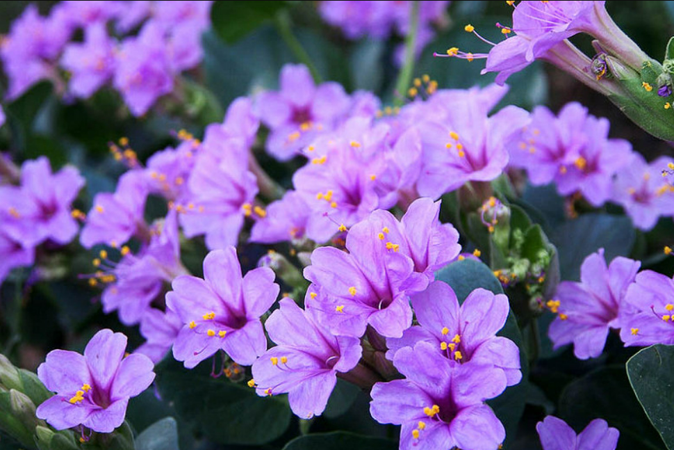 Mirabilis multiflora (Desert Four O'Clock)