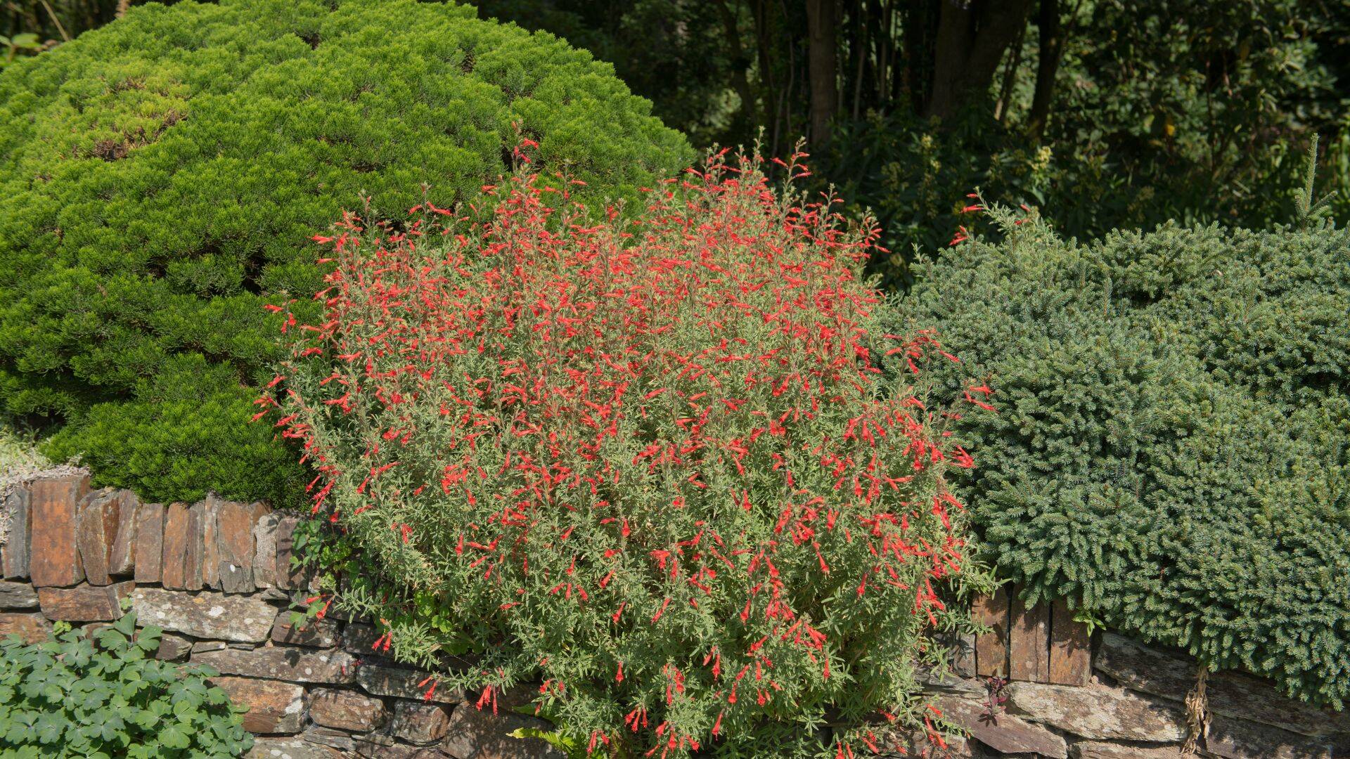 Zauschneria garrettii growing over a brick wall